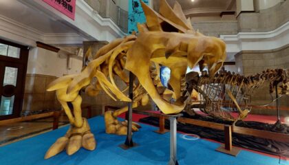 Das Pokémon Fossil Museum in Japan eröffnet jetzt seine virtuellen ...